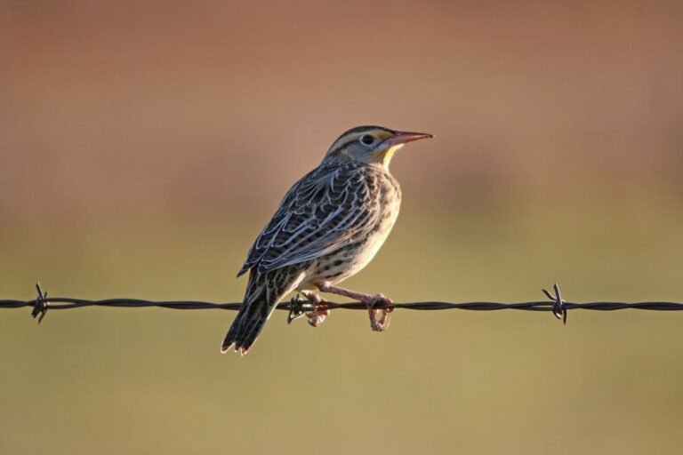 What is Oregon's State Bird? Save the Western Meadowlark! - States Tale