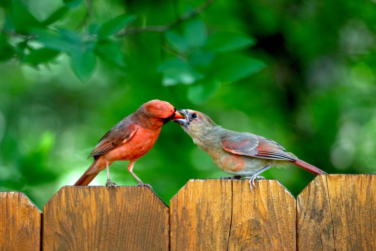 What is the Illinois State Bird? Unveiling the Northern Cardinal ...