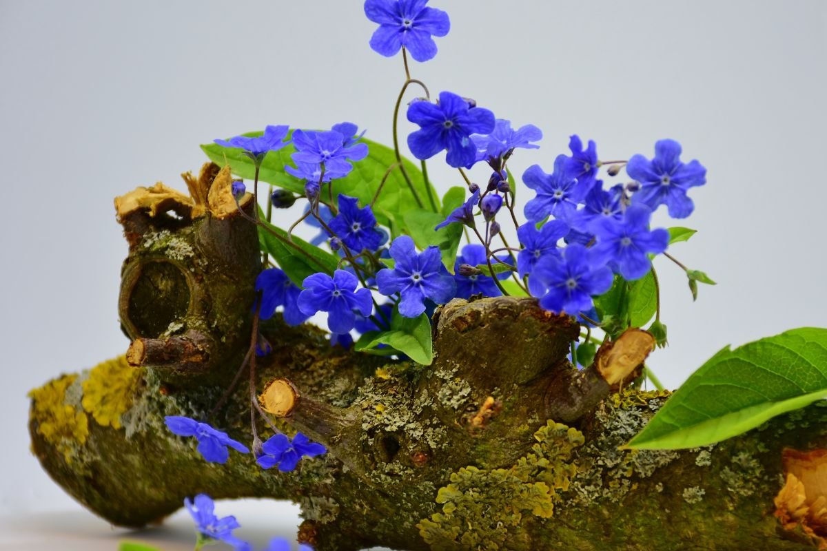 What is Alaska's State Flower? Discover Forget-Me-Not! - States Tale