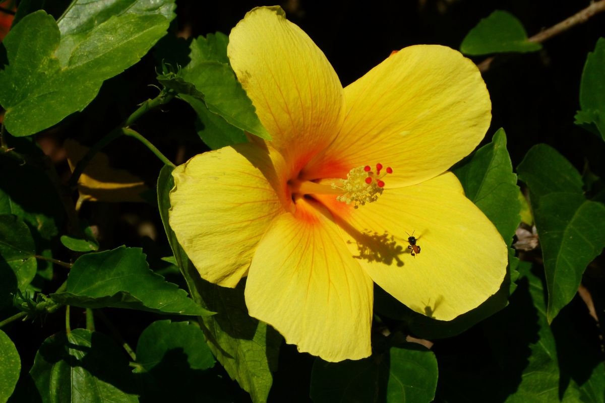 What is Hawaii's State Flower? Yellow Hibiscus Revealed! - States Tale