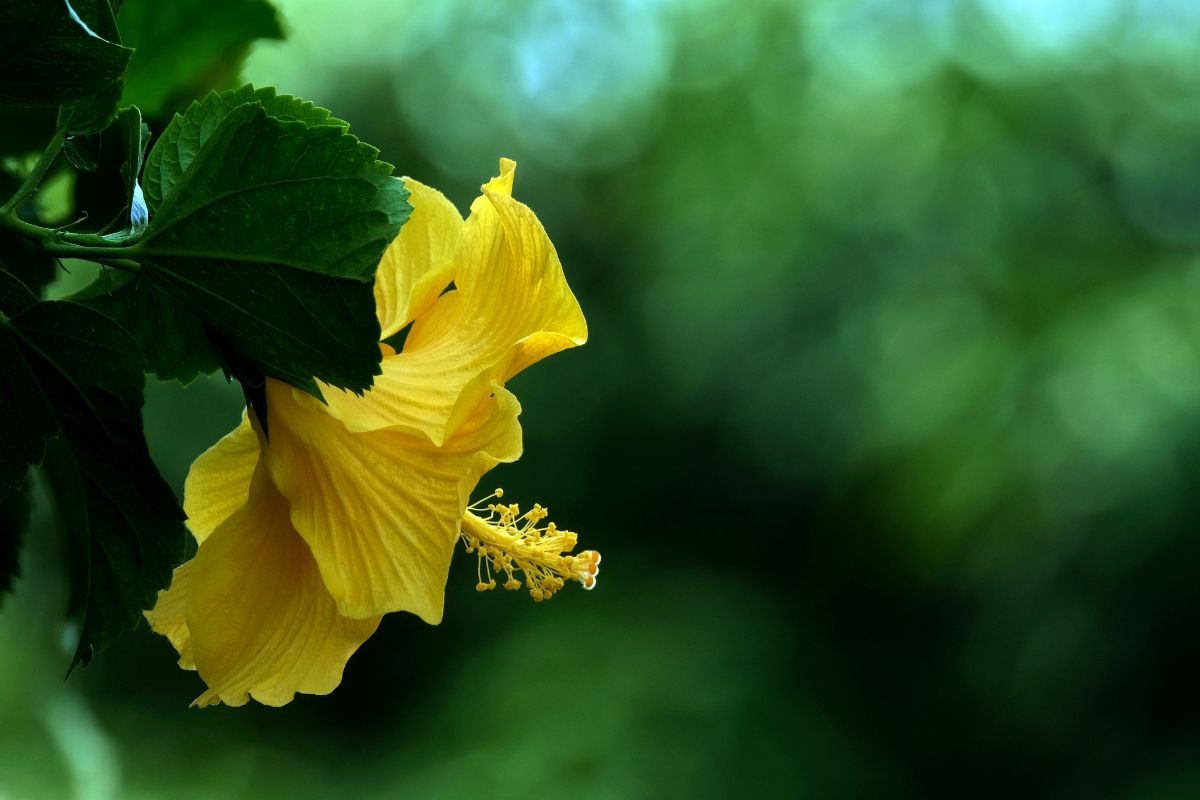 What is Hawaii's State Flower? Yellow Hibiscus Revealed! - States Tale