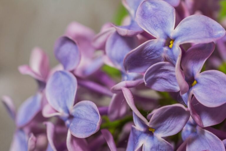 What is The State Flower of Idaho? Discover Syringa, a Beautiful Emblem ...