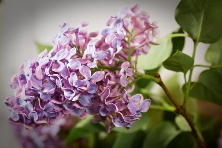 What is The State Flower of Idaho? Discover Syringa, a Beautiful Emblem ...