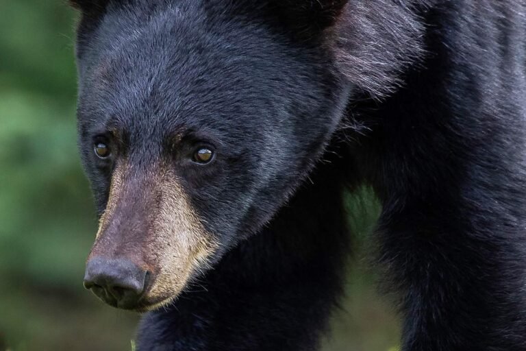 What is the State Animal of West Virginia? Discover the Black Bear ...
