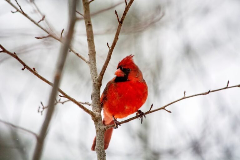 What is the State Bird of West Virginia? Unveiling the Northern ...