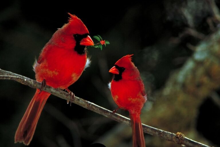 What is the State Bird of West Virginia? Unveiling the Northern ...
