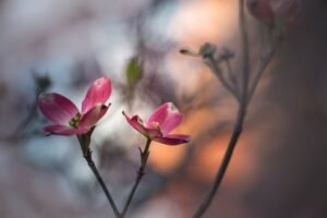 What is the State Flower of Virginia? Discover the American Dogwood - a ...