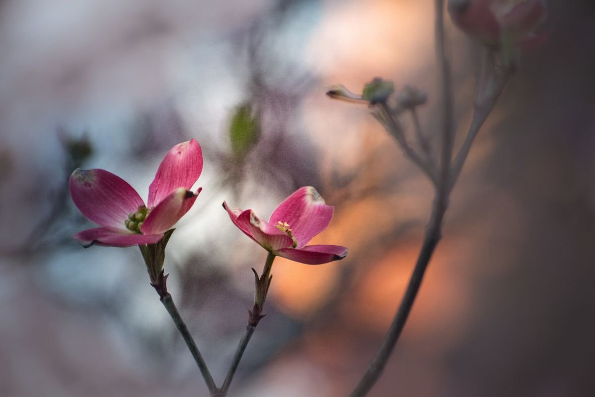 What is the State Flower of Virginia? Discover the American Dogwood - a ...
