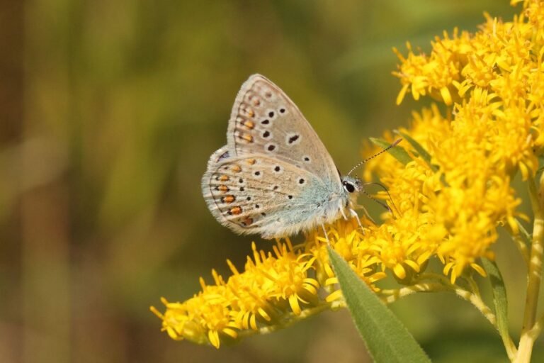 What is Kentucky's State Flower? Discover the Goldenrod - States Tale