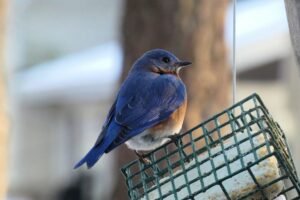 What is Nevada's State Bird? Unveiling the Mountain Bluebird! - States Tale