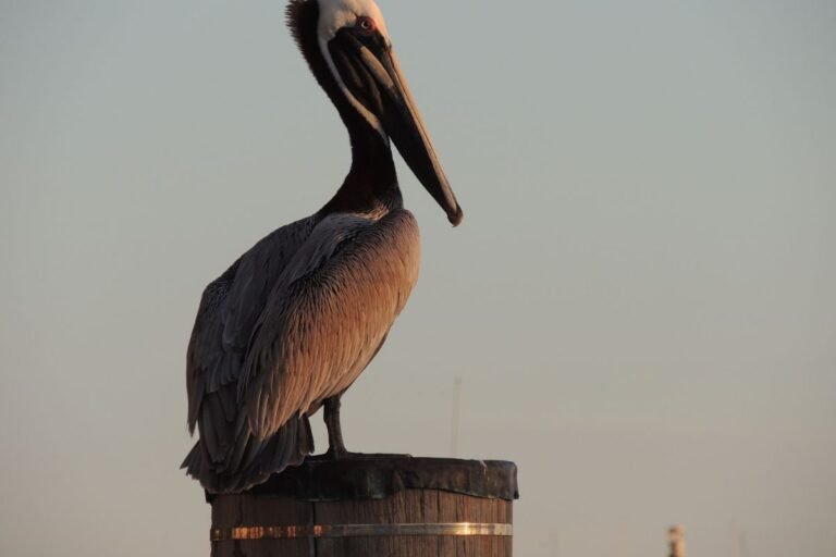 What is the State Bird of Louisiana? Brown Pelican Facts! - States Tale