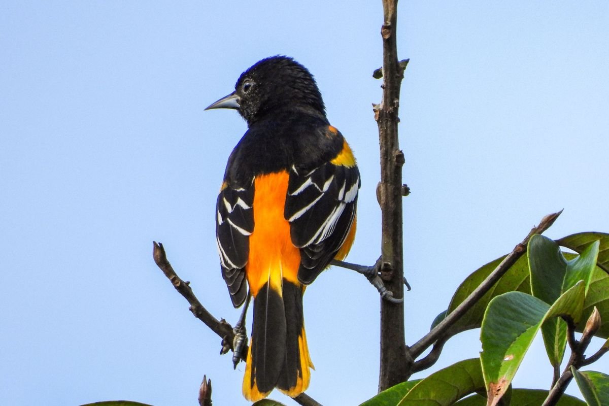 What is the State Bird of Maryland? Explore the Baltimore Oriole ...
