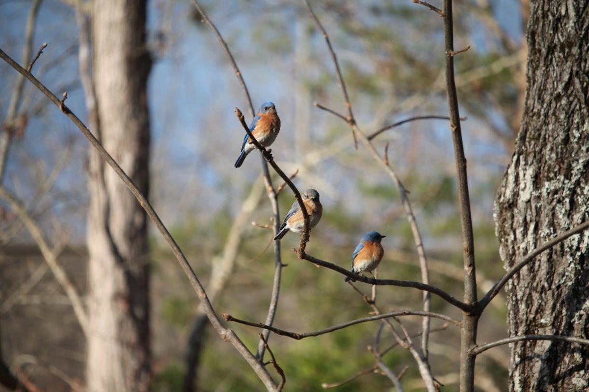 What is the State Bird of Missouri? Eastern Bluebird! - States Tale