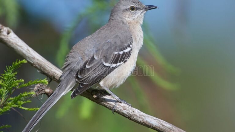 Florida State Bird: The Northern Mockingbird Explained - States Tale